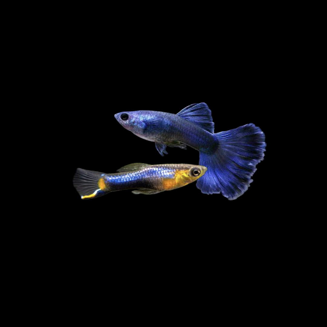 Guppies/Endlers – KeepingFishSimple