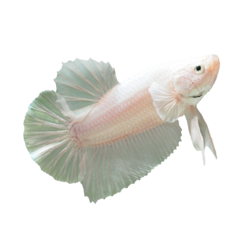 KeepingFishSimple