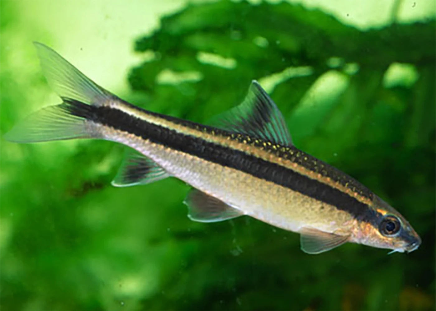 Flying Fox Shark (4cm) – KeepingFishSimple