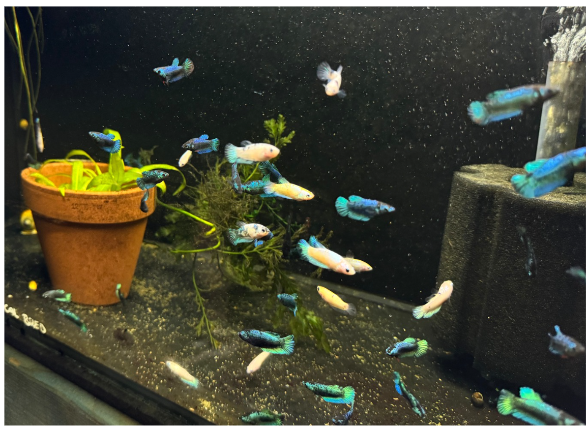 Products – KeepingFishSimple