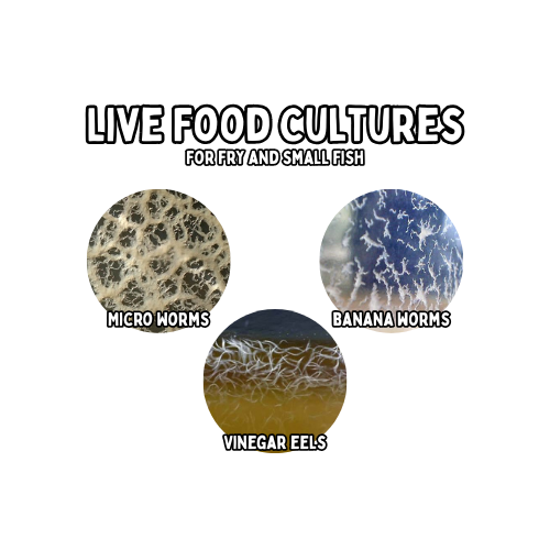Live Food Cultures (Vinegar Eels, Microworms & Banana Worms ...